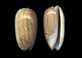 涡螺总科 Volutacea 蓝色动物学（中国动物学科普）